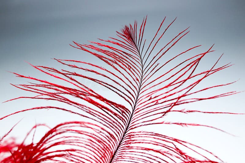 Red feather stock image. Image of purity, abstract, nature - 101700459