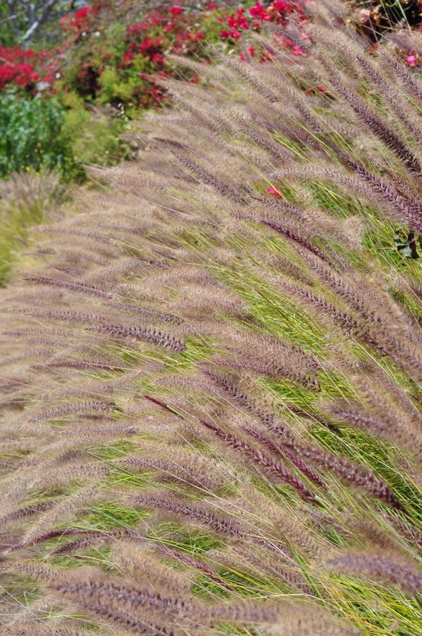 Red feather reed grass stock photo. Image of soft, grass - 94342400