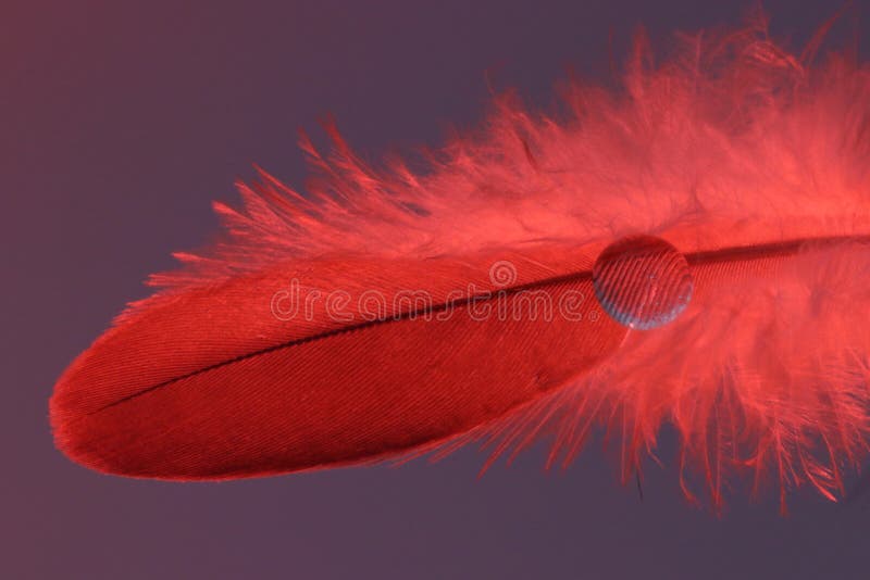 5,754 Single Raindrop Stock Photos - Free & Royalty-Free Stock Photos ...