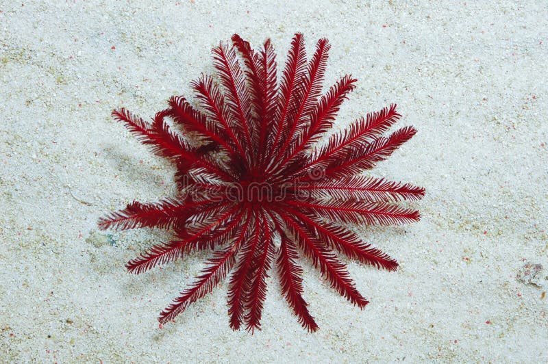 Red Feather Star, Crinoid stock image. Image of petal - 338892983