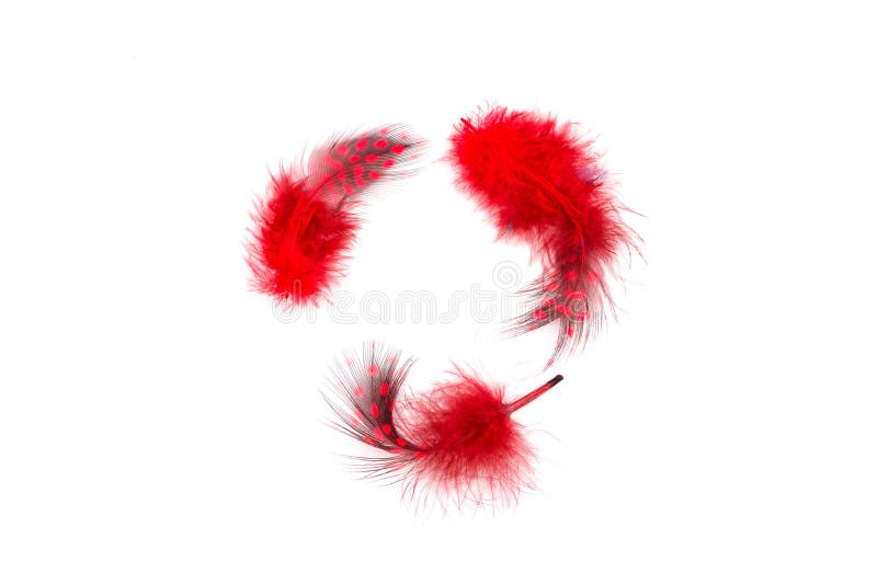 Red Feather Over White Background with Real Shadows Stock Photo - Image ...