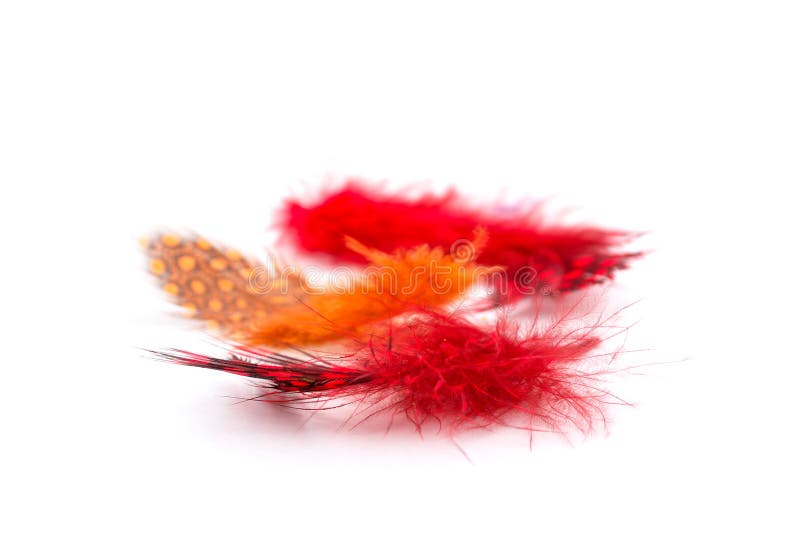Red Feather Over White Background with Real Shadows Stock Image - Image ...