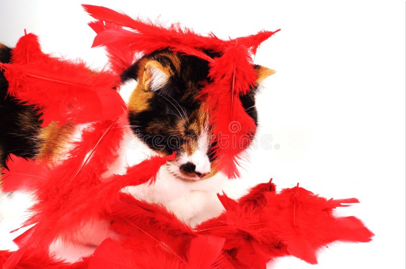A red feathered cat stock image. Image of feathers, playing - 22917119