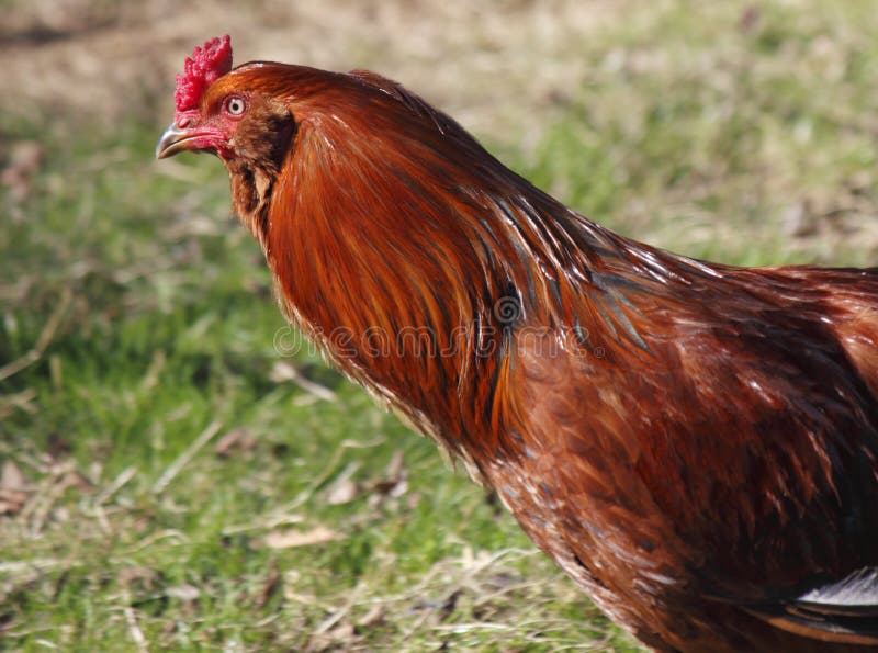 Red Feathered Hen stock photo. Image of farm, adult, farming - 29606746