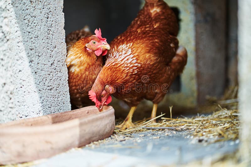 Red Feathered Hen Eating Inside the Chicken Coop Stock Image - Image of ...