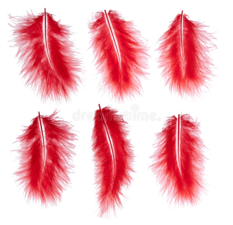 Feather Collection stock image. Image of feather, isolated - 16772273