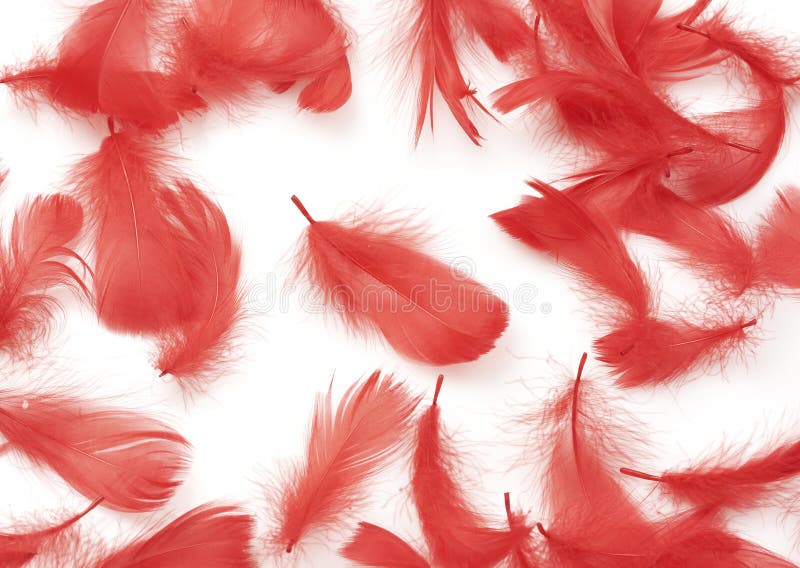 Red feathers stock image. Image of wing, isolated, macro - 4093213