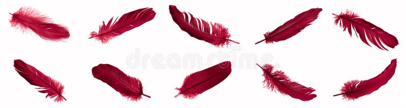 Red Feathers of a Goose on a White Isolated Background Stock Photo ...