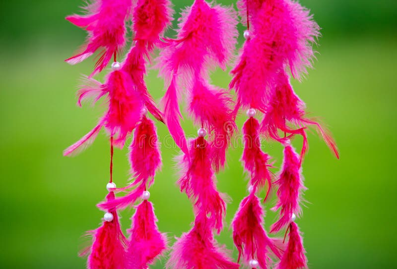 Red Feathers on a Green Nature Stock Image - Image of green, bird ...