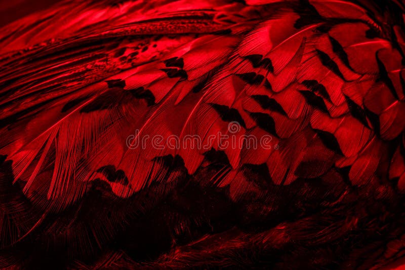 Red Feathers with an Interesting Pattern. Background Stock Photo ...
