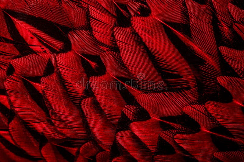 Red Feathers with an Interesting Pattern. Background Stock Photo ...