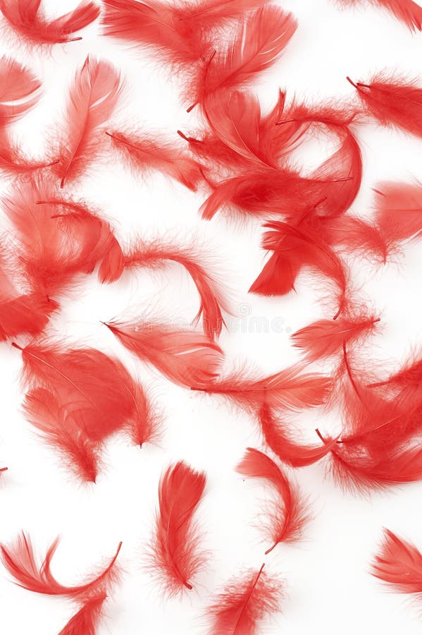 Red Feathers Isolated on White Stock Photo - Image of weightless ...