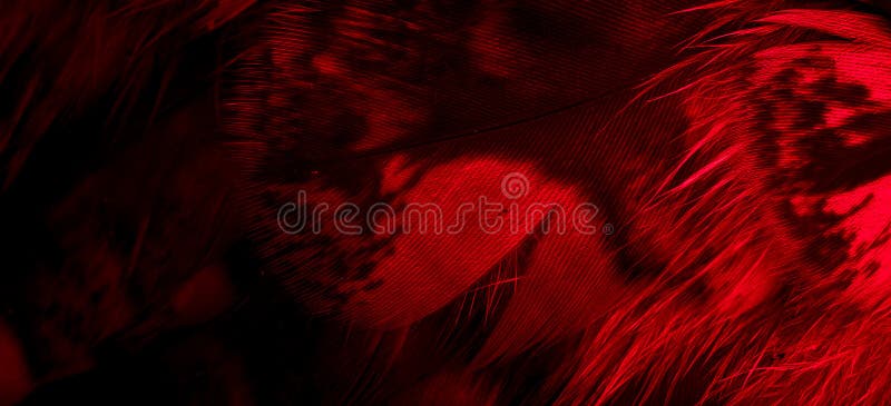 Red Feathers of the Owl with Visible Details Stock Image - Image of ...