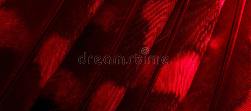 Red Feathers of the Owl with Visible Details Stock Photo - Image of ...