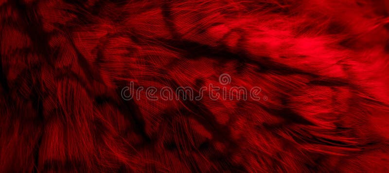 Red Feathers of the Owl with Visible Details Stock Photo - Image of ...