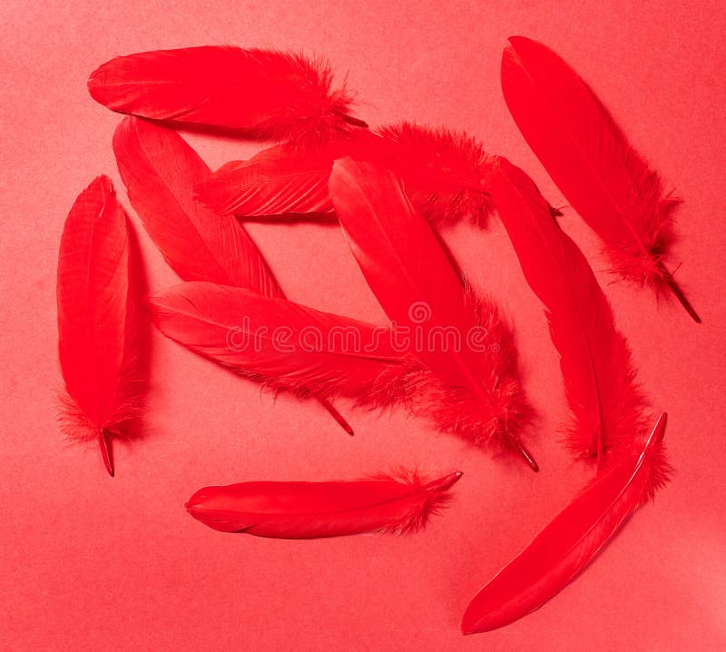Red Feathers on Red Paper Background Stock Image - Image of flock ...