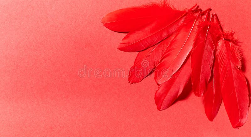 Red Feathers on Red Paper Background. Copy Space Stock Photo - Image of ...