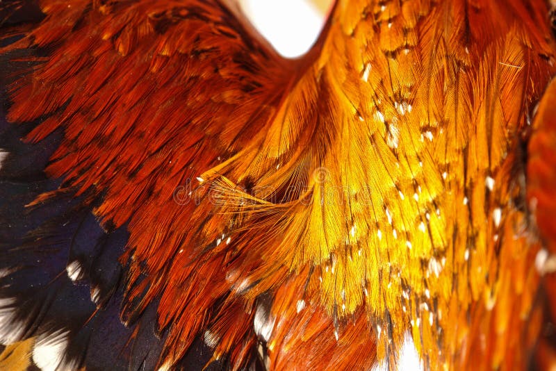 Red feathers stock photo. Image of abstract, animal, light - 67113908