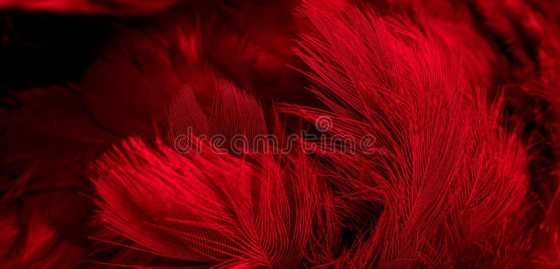 Red Feathers with Visible Details. Background or Textura Stock Image ...
