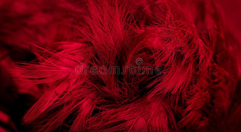 Red Feathers with Visible Details. Background or Textura Stock Image ...