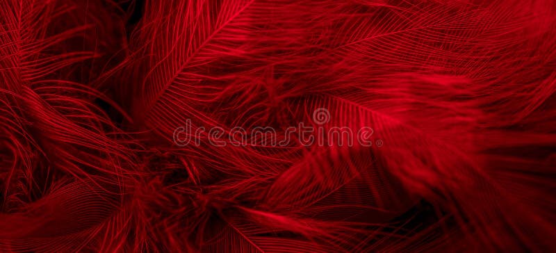 Red Feathers with Visible Details. Background or Textura Stock Image ...