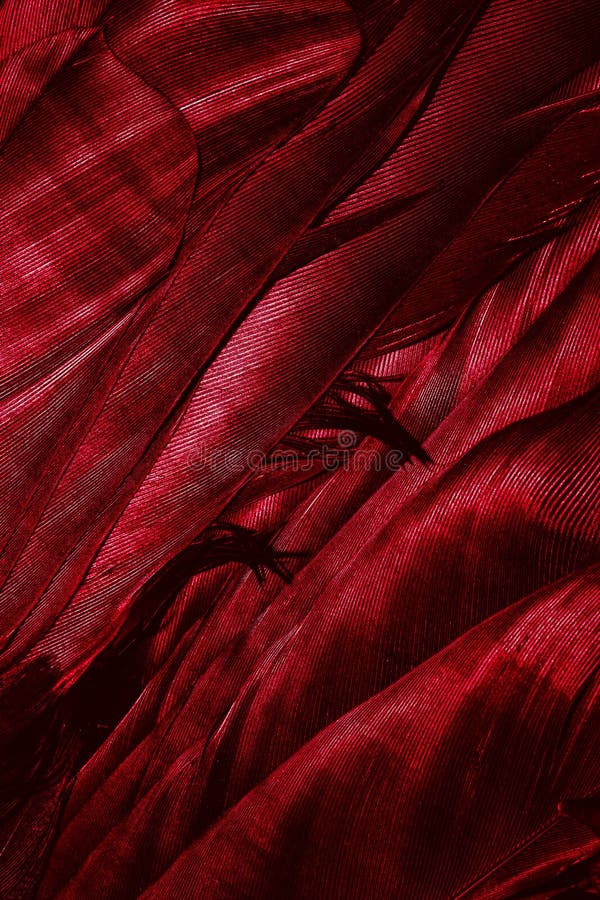 Red Feathers with Visible Texture Stock Photo - Image of visible ...