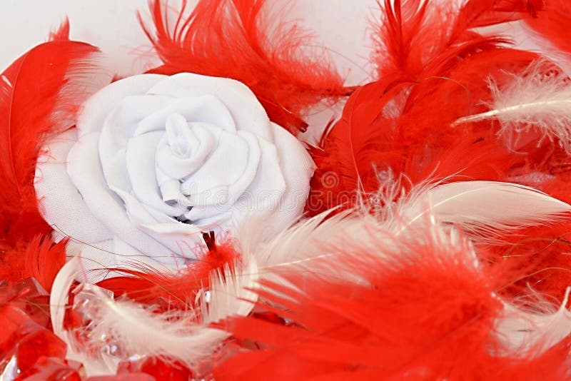 Red feathers white rose stock photo. Image of care, affection - 24361780