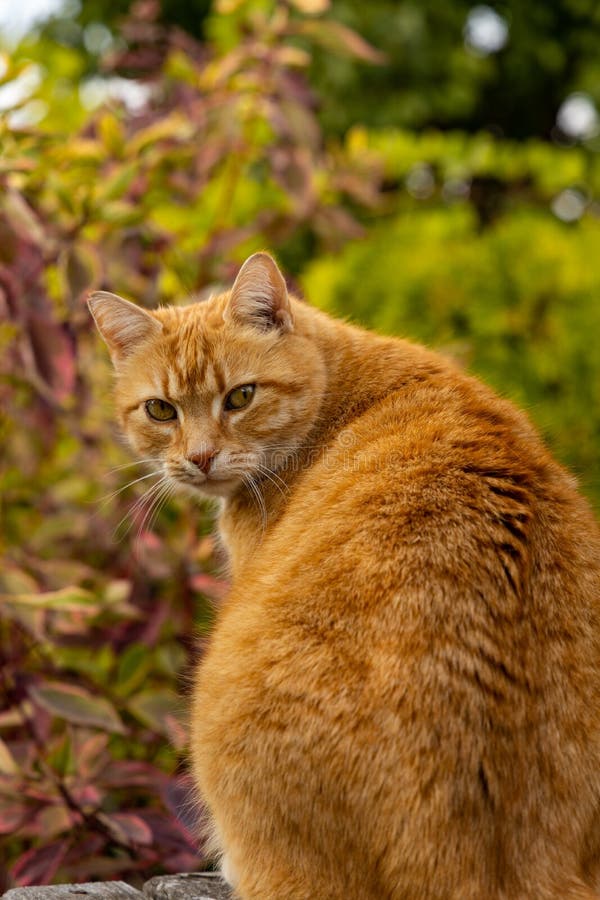 Red female cat in a garden stock image. Image of plant - 258283475