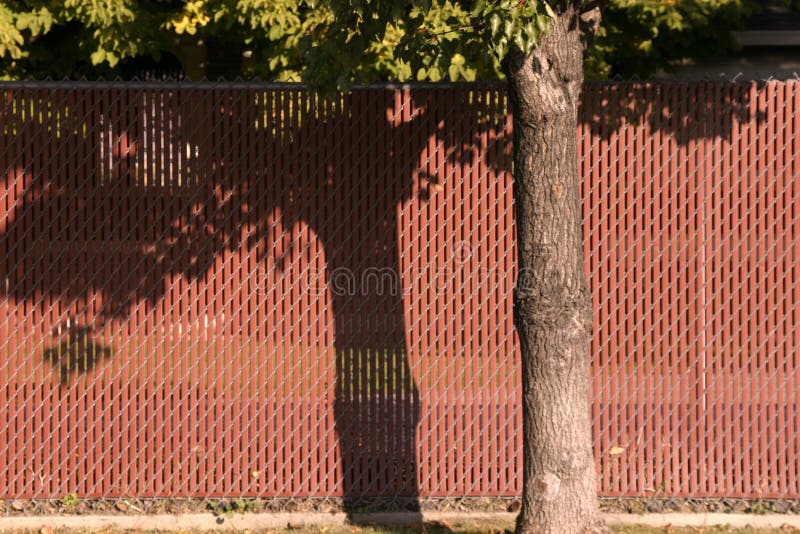 Red Fence behind a Tree stock image. Image of pavement - 295901