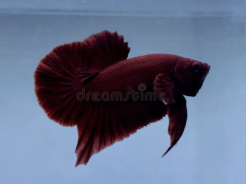 Red Ferarri Betta Fish stock photo. Image of betta, georgeous - 221998876