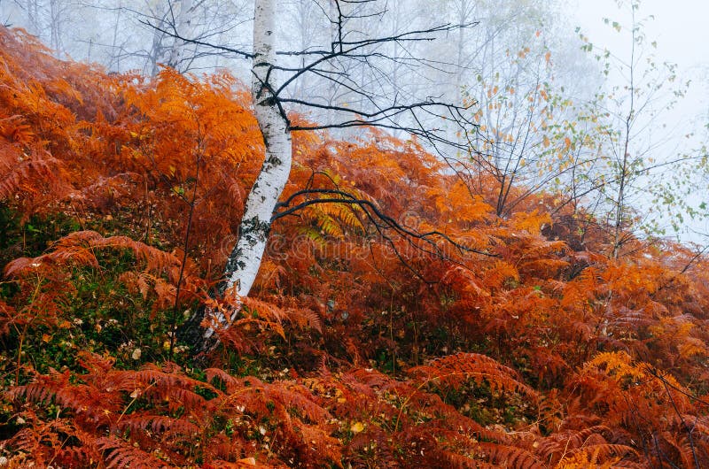 Red Fern in autumn forest stock image. Image of foggy - 58868557