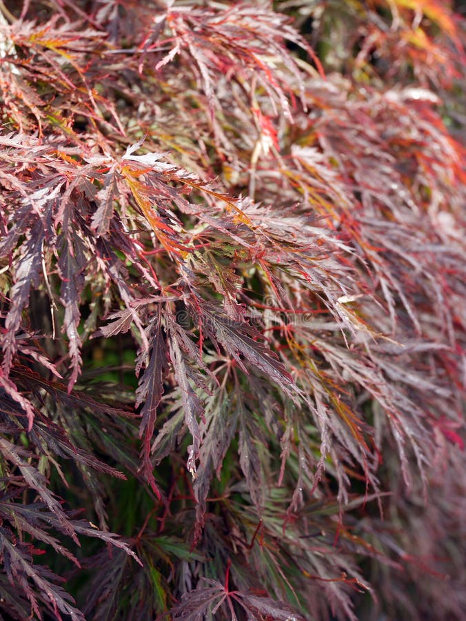 Red fern stock photo. Image of light, growth, bracken - 63506428