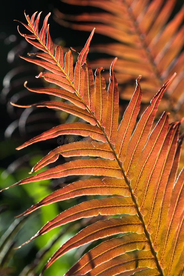 Red fern leaves stock image. Image of conservation, landscape - 71914651