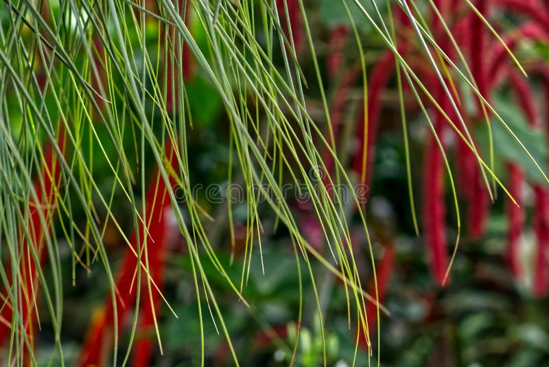 Red Ferns Seen through the Green Strands, Toronto, on, Canada Stock ...