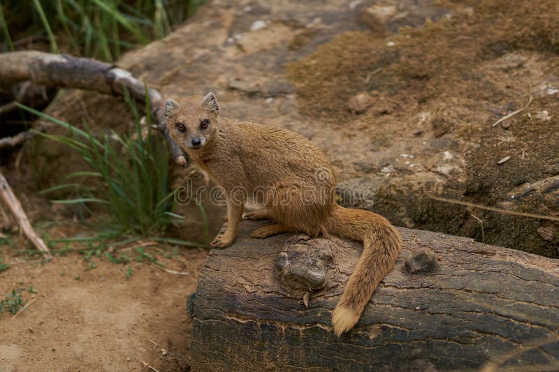 A Red Ferret is Looking at the Camera Stock Photo - Image of friend ...
