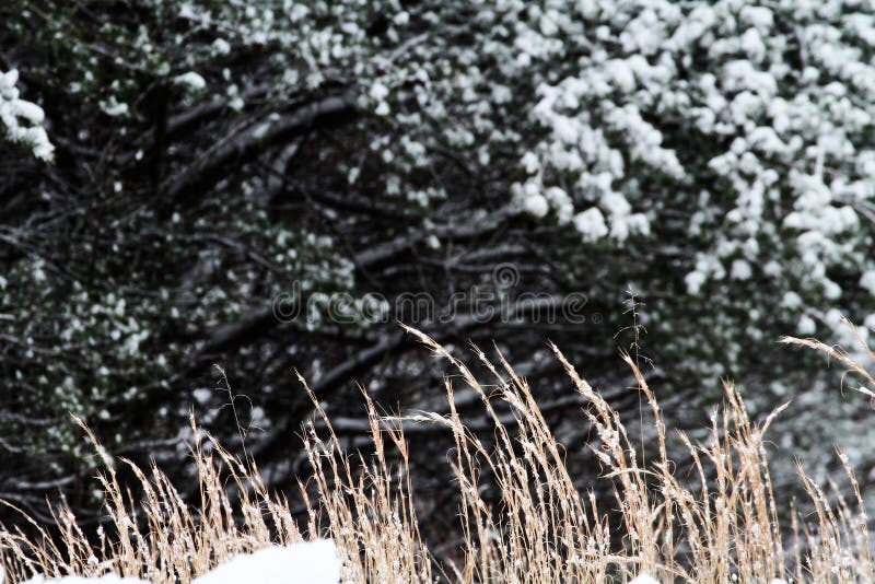 Red Fescue stock photo. Image of snowy, native, evergreen - 65463838