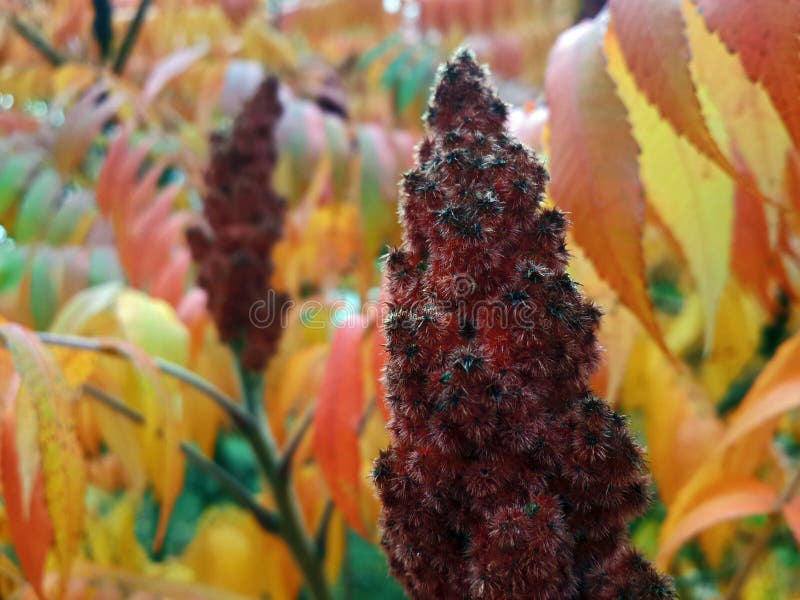Red Fetus at Tree with Red Leaves Stock Image - Image of green, tree ...