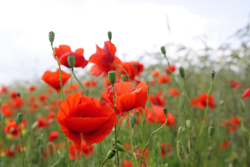 Red Field Picture. Image: 6649707