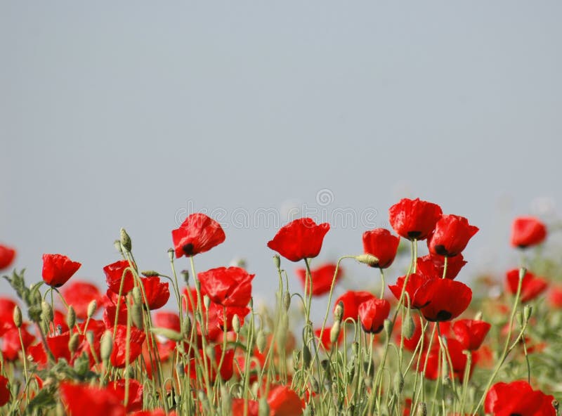 Red field stock image. Image of gardening, colored, evenly - 743815
