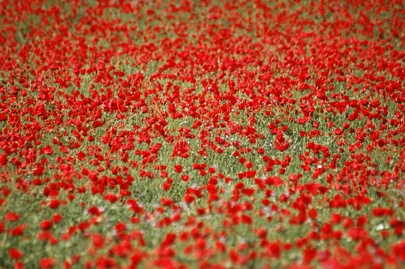 Red field stock image. Image of summertime, light, plant - 743839