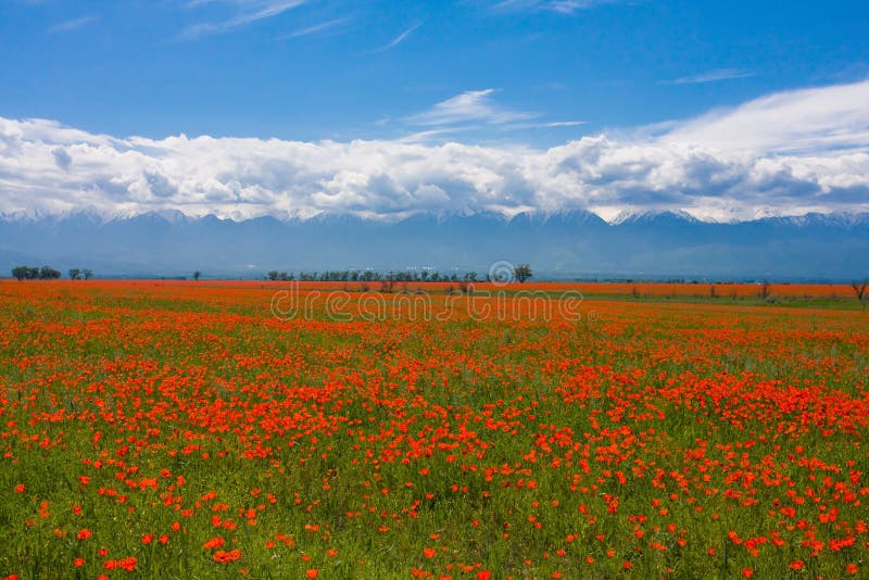 Red Field Picture. Image: 9523102