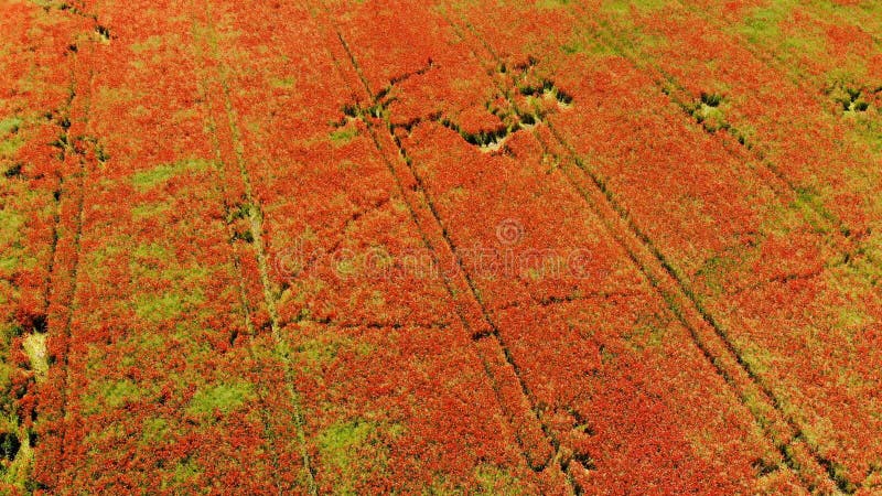 A Red Field of Poppy Flowers. Drone Video. Stock Photo - Image of poppy ...
