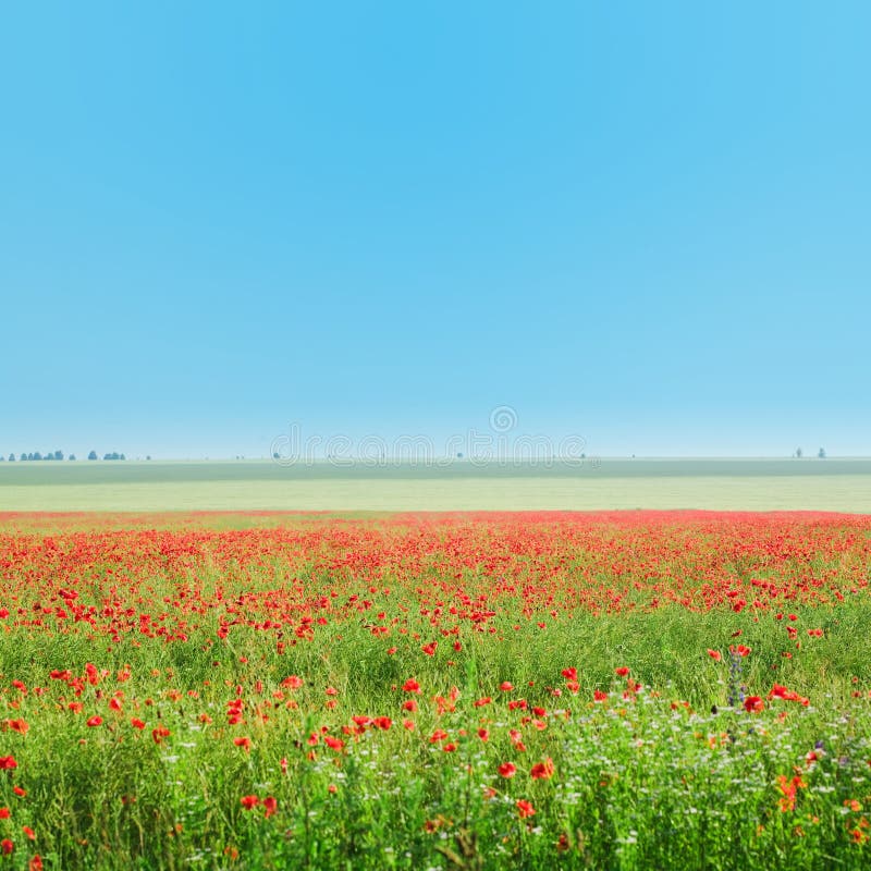 Red field and sky stock photo. Image of outdoors, clear - 10510376
