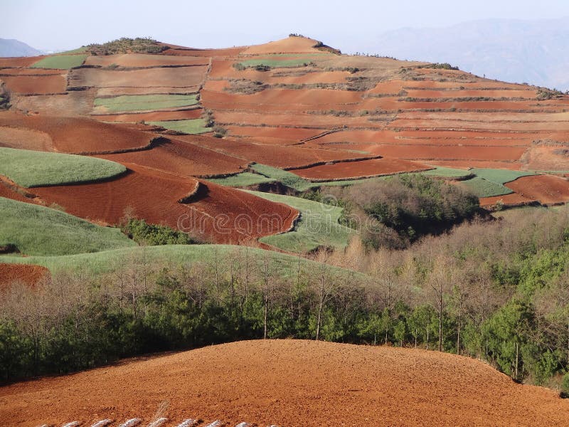 Red field in Yunnan stock photo. Image of field, farm - 40228274