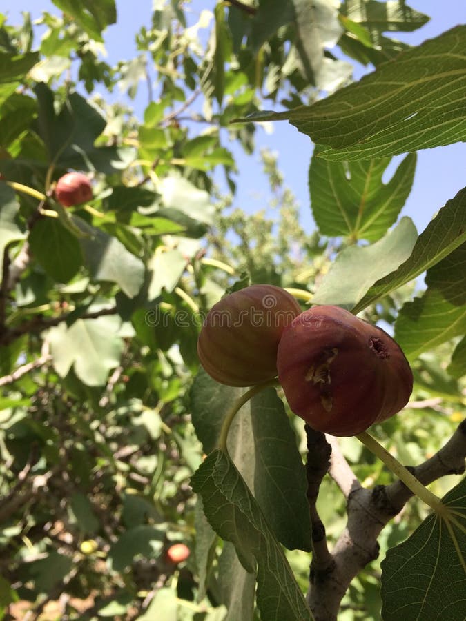 Red fig stock image. Image of purple, leaf, vine, sweet - 124122021