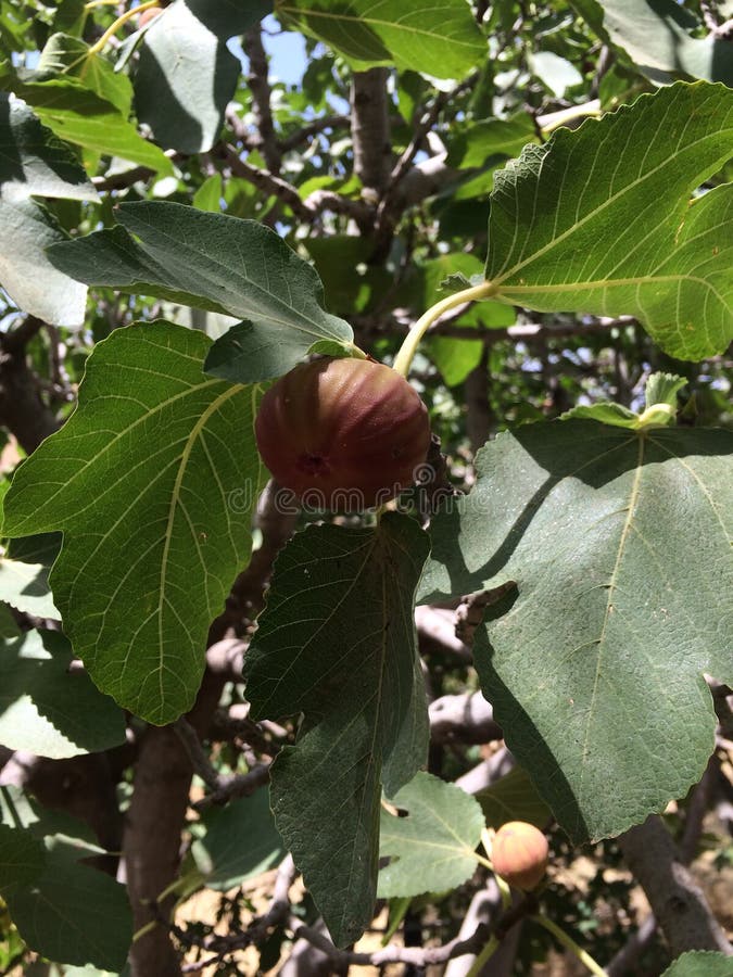 Red fig stock photo. Image of juice, juicy, edible, spring - 124122022