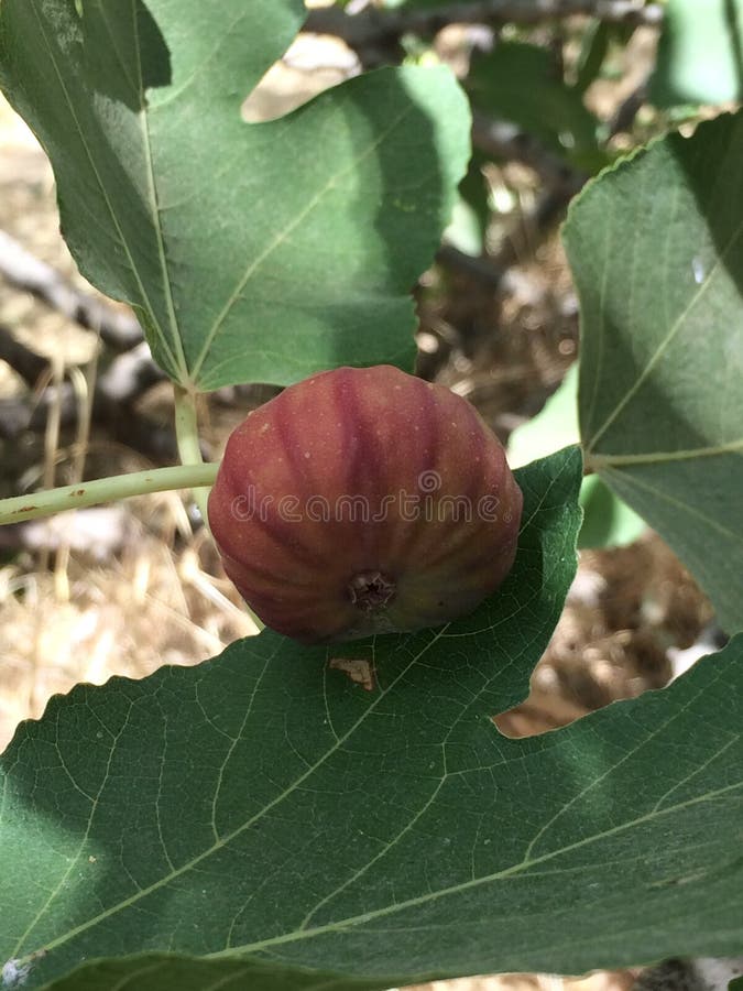 Red fig stock image. Image of branch, ripe, sweet, fall - 124122091
