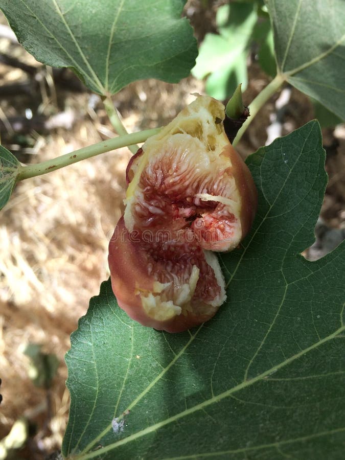 Red fig stock photo. Image of autumn, vine, sweet, ripe - 124122158