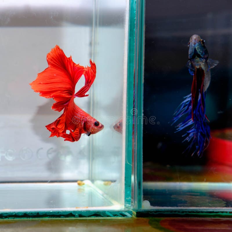 Red fight fish stock image. Image of beauty, white, fishfishthai - 99444869