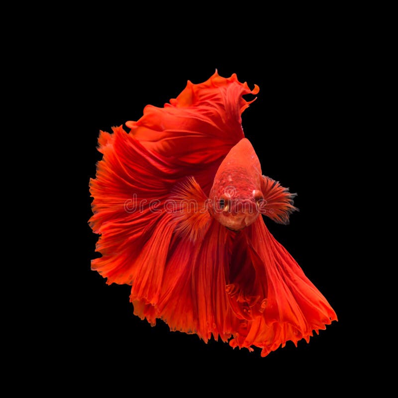 Red and balck betta fish stock image. Image of fighting - 26058291
